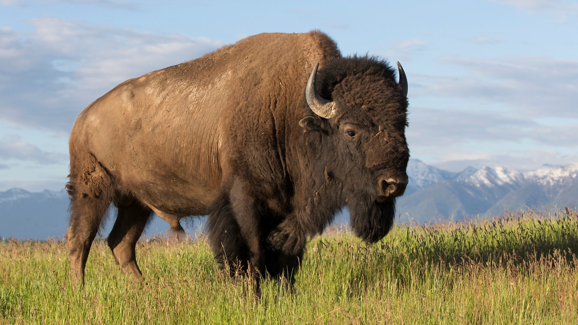 BBC One Acquires Nature Series 'The Americas' Narrated By Tom Hanks ...